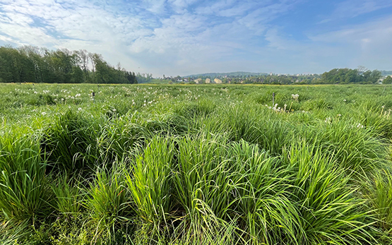 Hybrid Ryegrass Combines the Best Features of Perennial and Italian ...